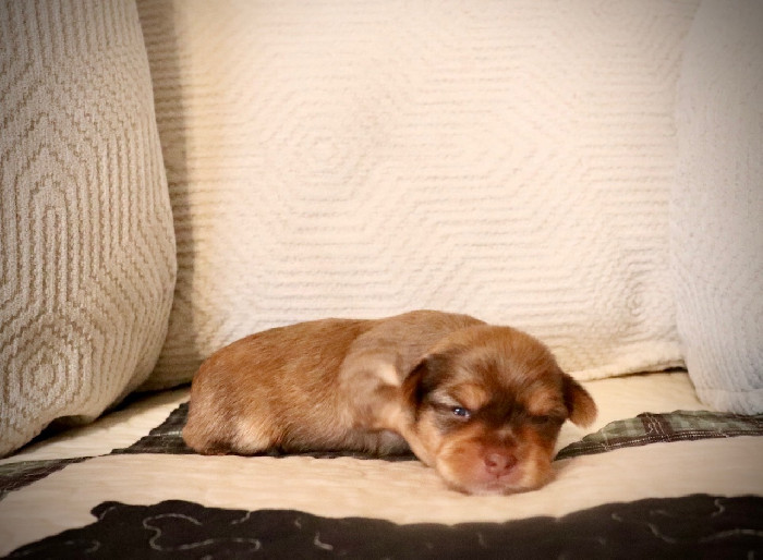 Photo gallery :: Sweet & Sassy Pups